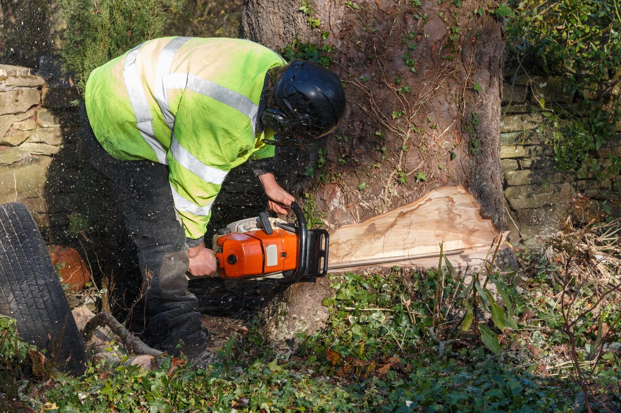 How to Cut Down a Large Tree